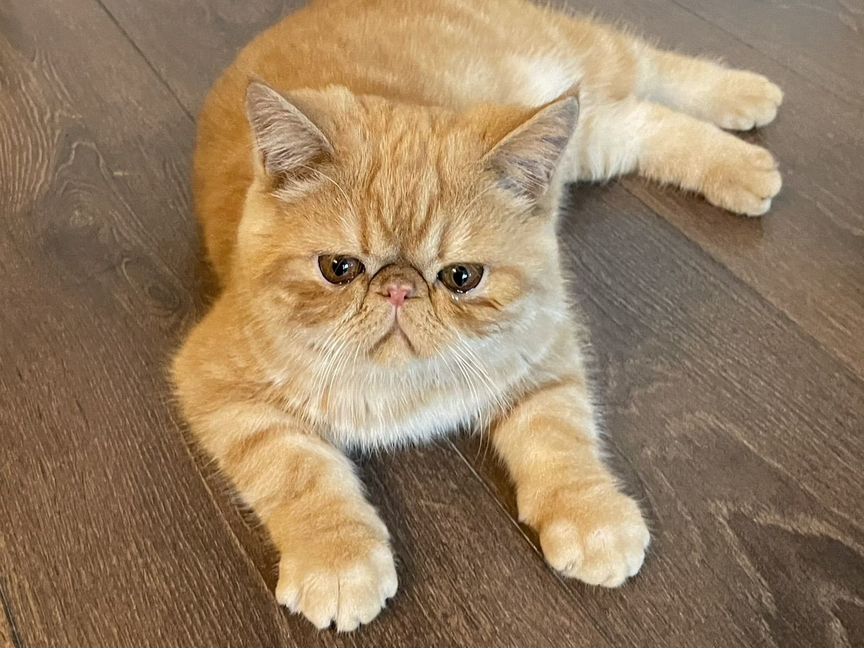 Котенок экзот