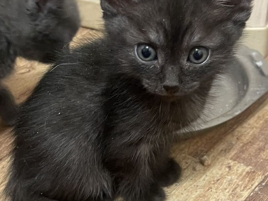 Британские котята короткошерстные прямоухие