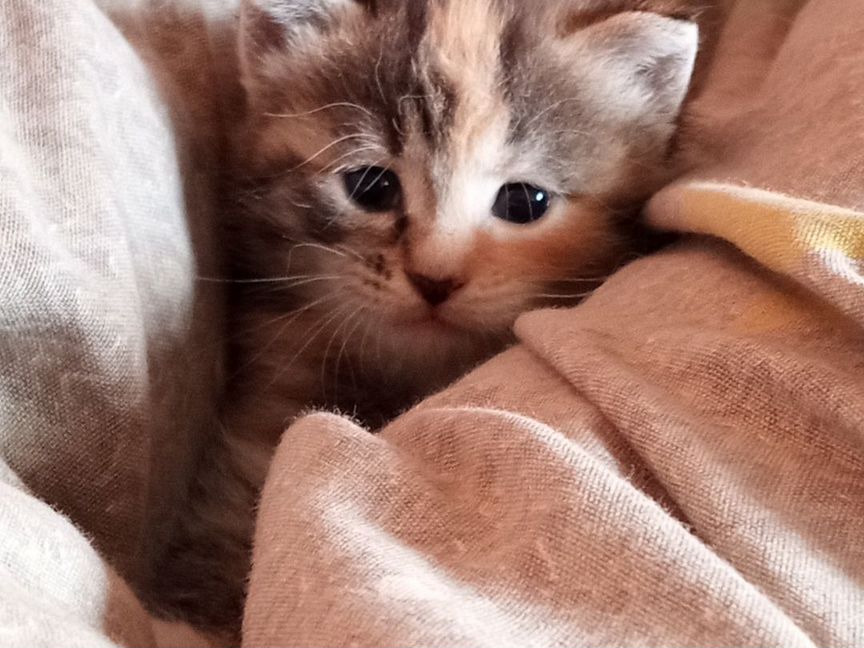 Сибирская кошка Калико