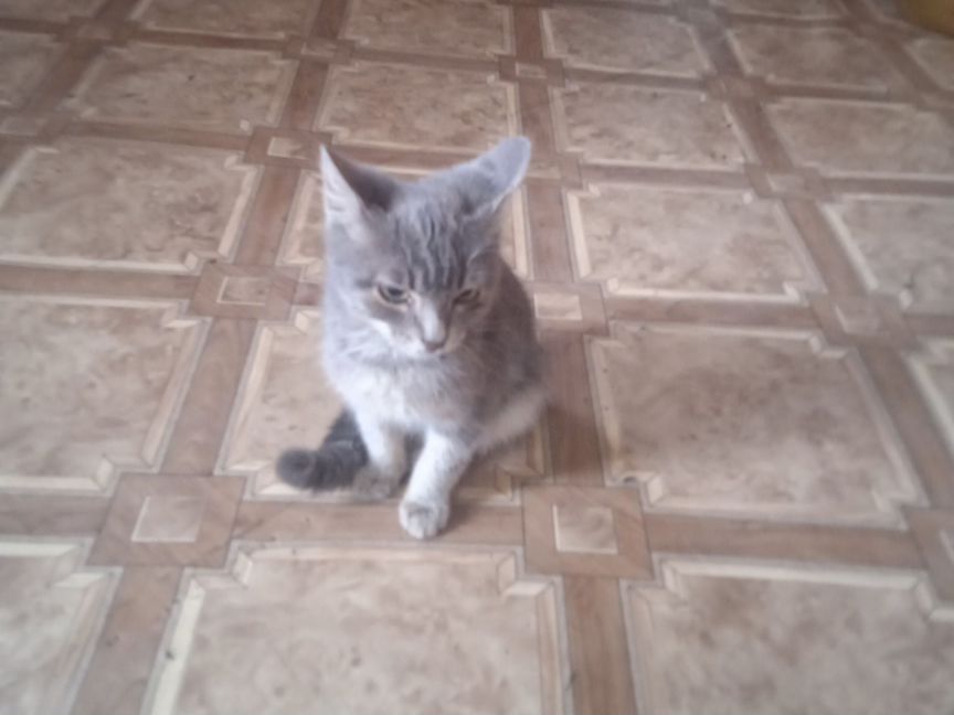 Одам котенка в хорошие руки, пушистый серый