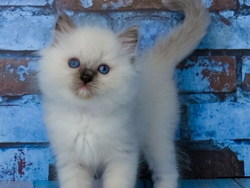 Ragdoll Малышка