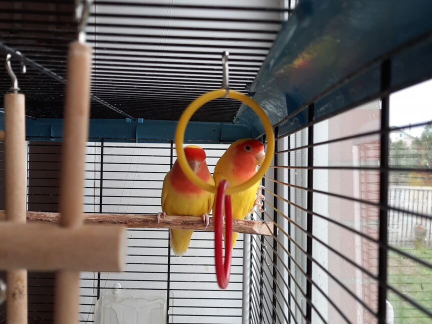 Продам попугаи неразлучники