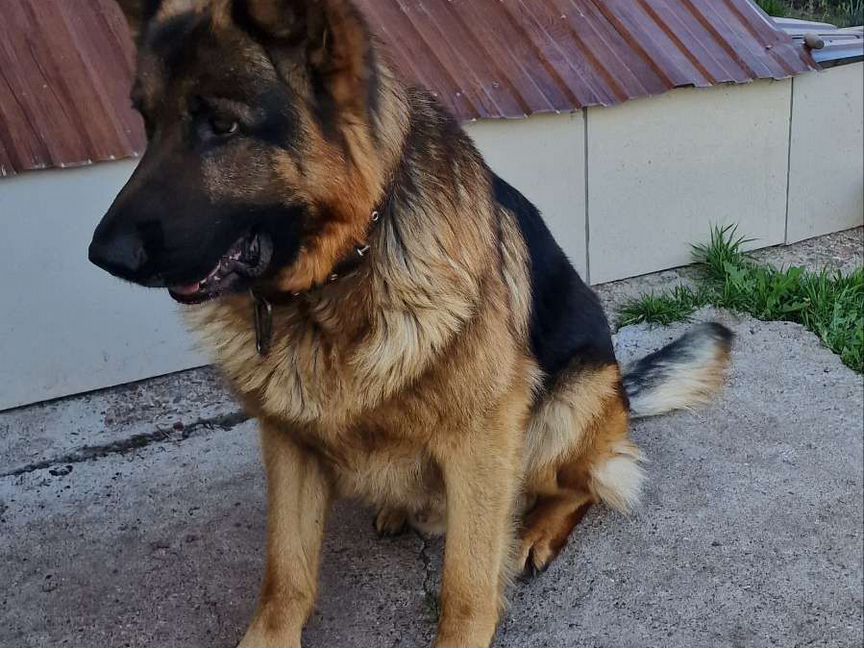 Немецкая овчарка вязка