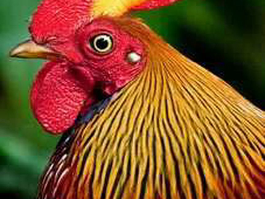 Куры молодки несушки