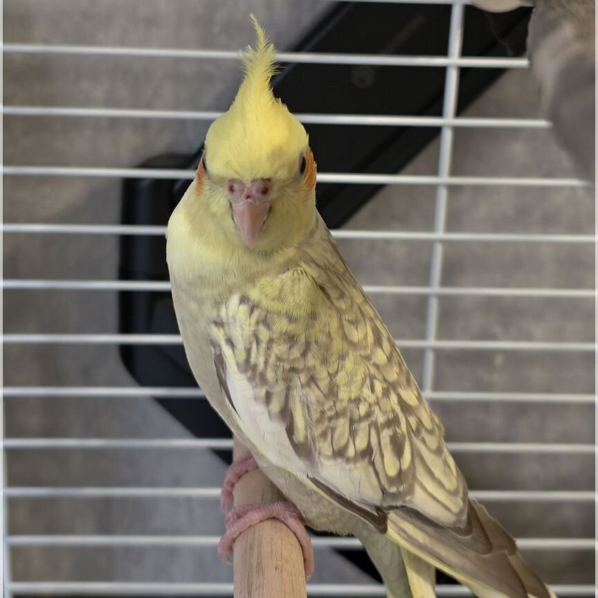 Попугай корелла с клеткой