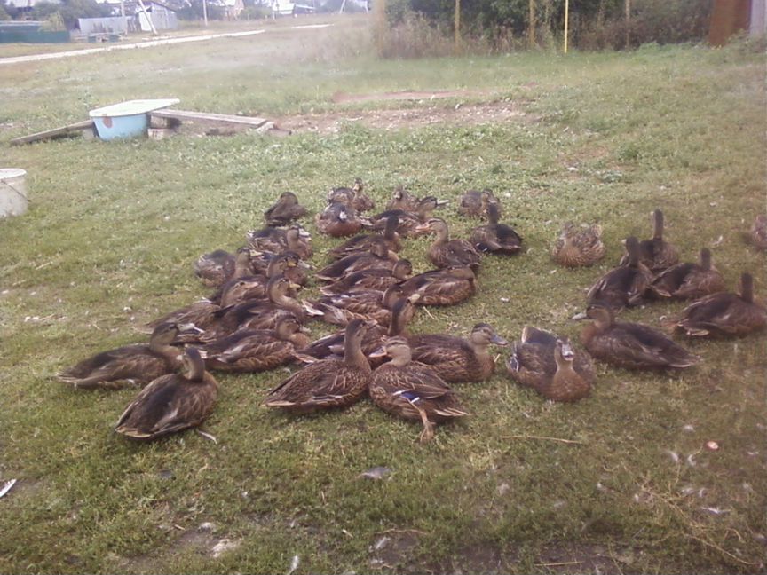 Подсадные утки Селезни мускусные утки и Селезни