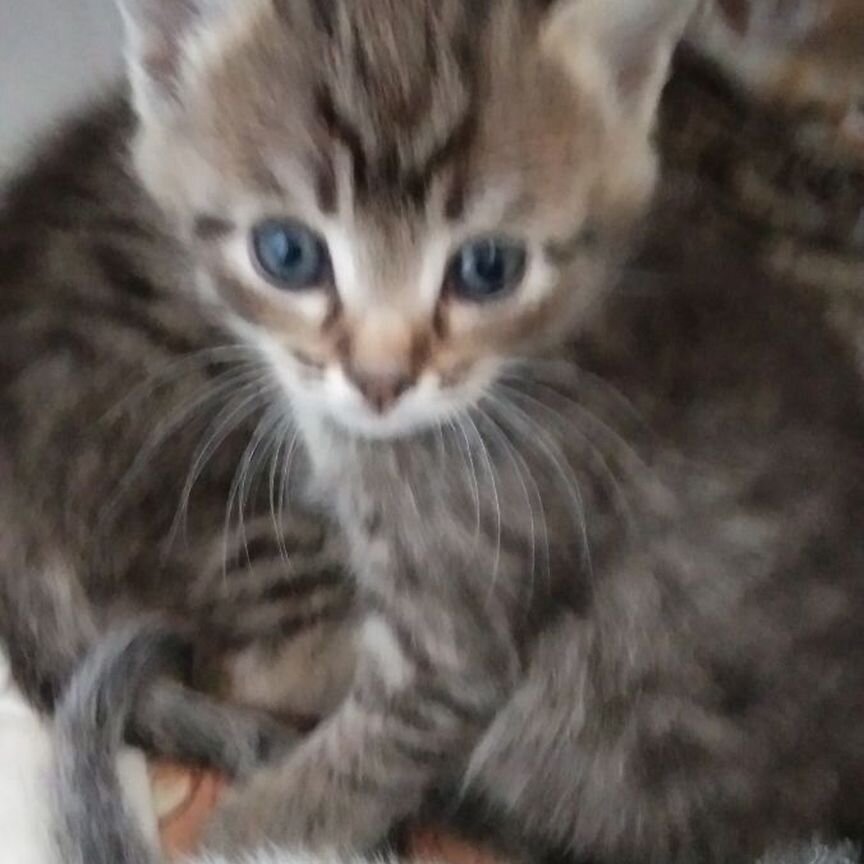 Котята в добрые руки бесплатно