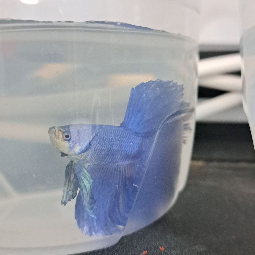 Аквариумные рыбки