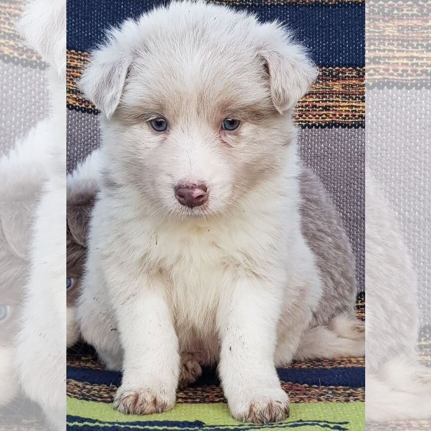 Щенки бордер колли