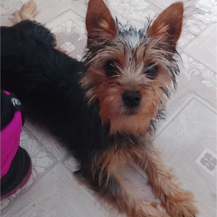 Русский той-терьер, щенок