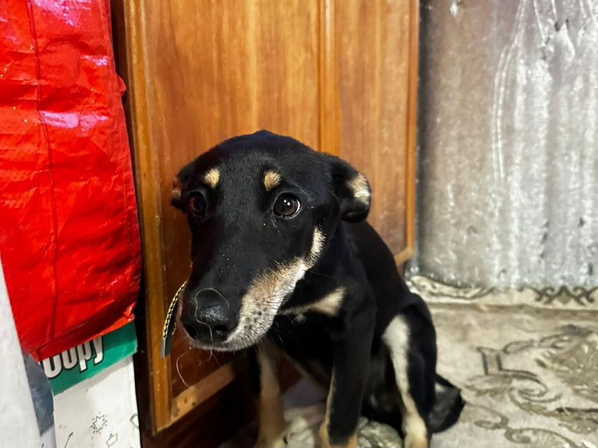 Щенок Бемби в добрые руки