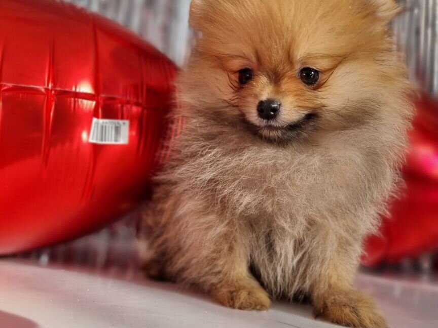 Померанский шпиц