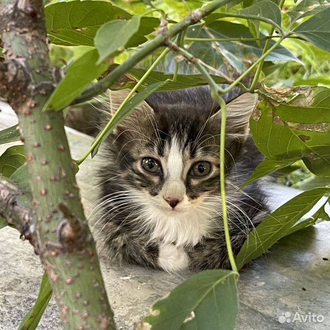 Котята нуждаются в доме