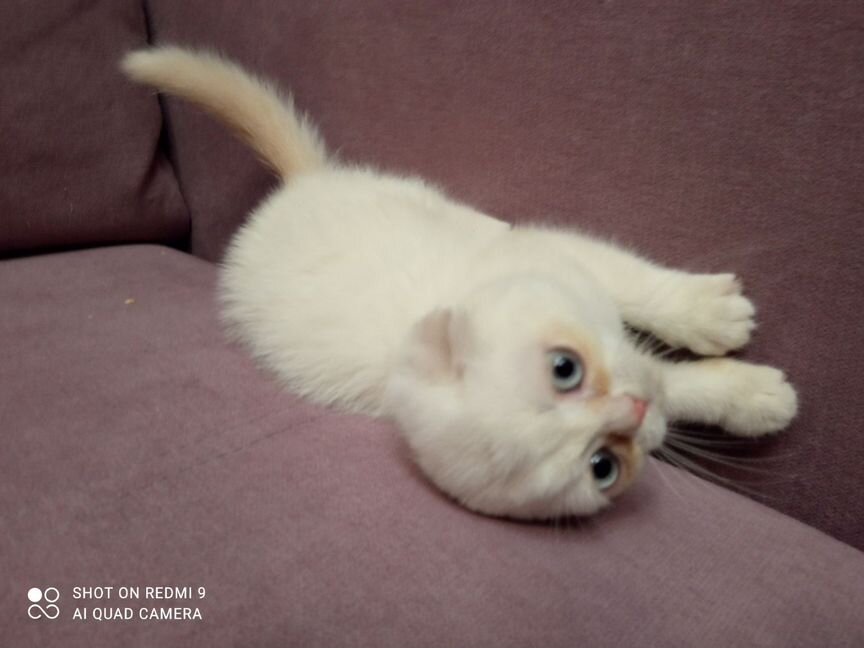 Шотландские котята