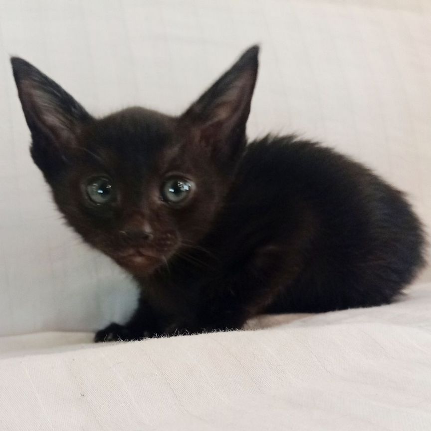 Ориентальный котёнок