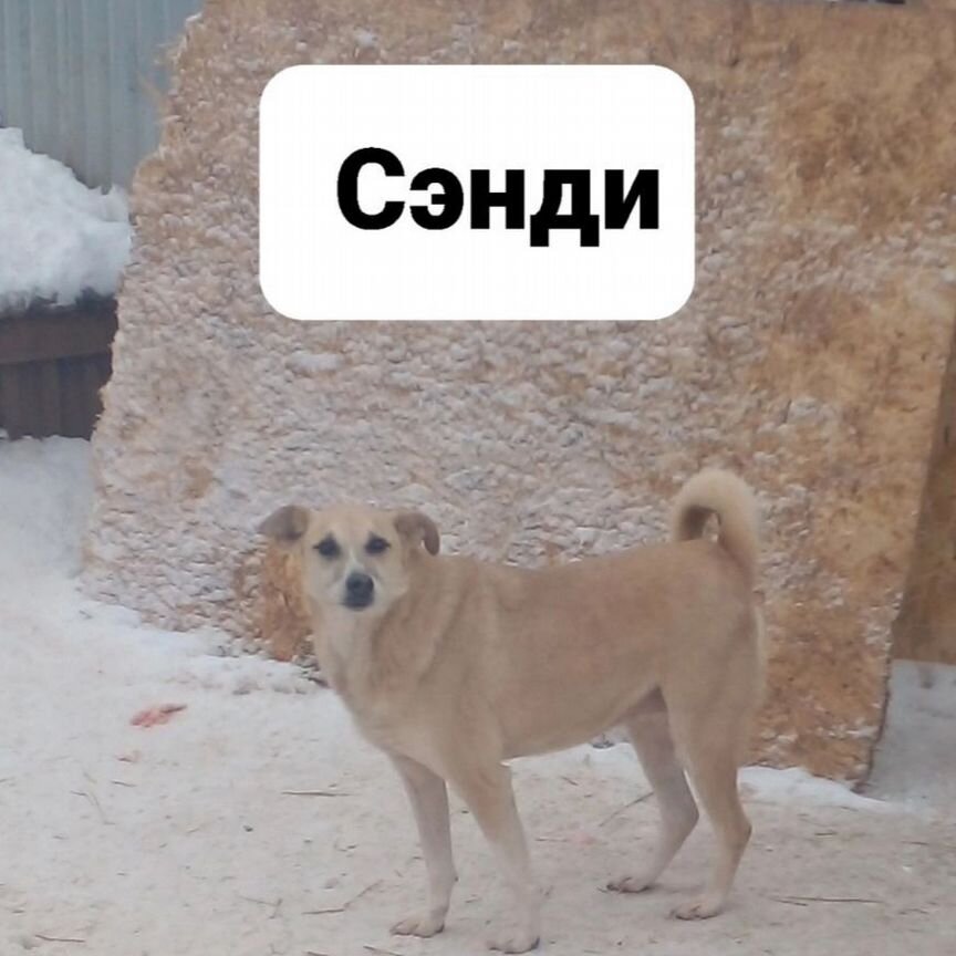 Собаки ждут заботливых хозяев