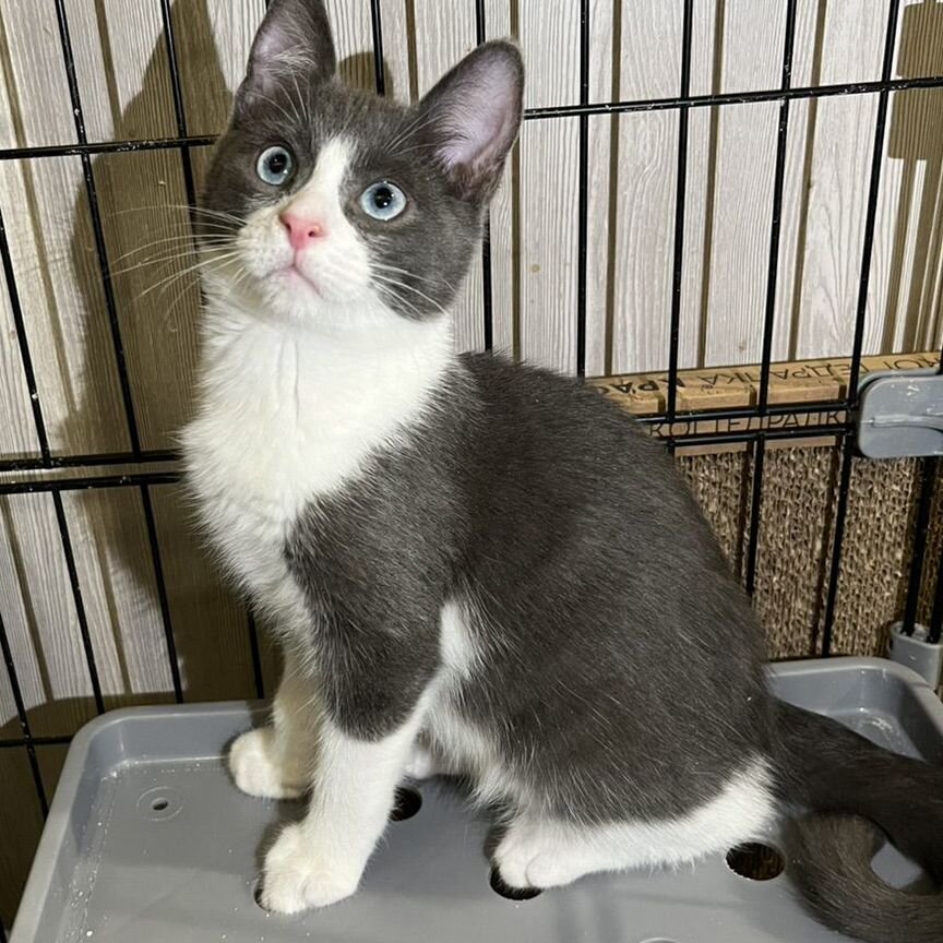 Котёнок в добрые руки