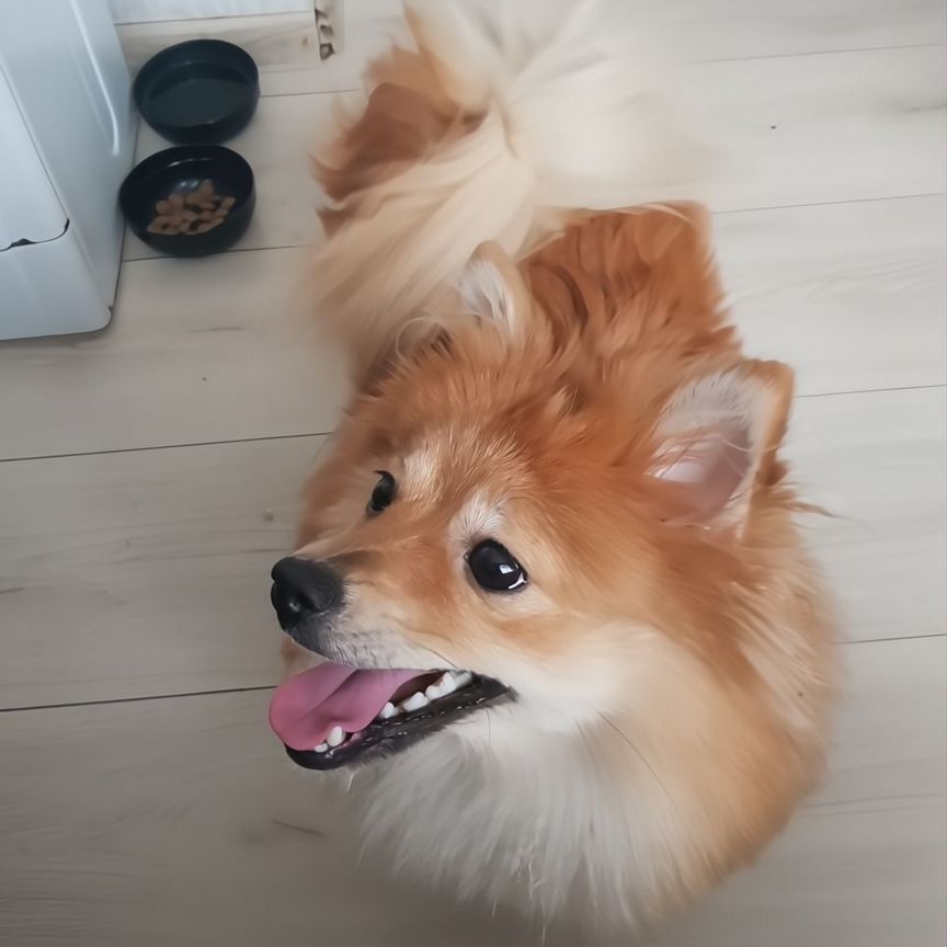 Немецкий шпиц, взрослая собака