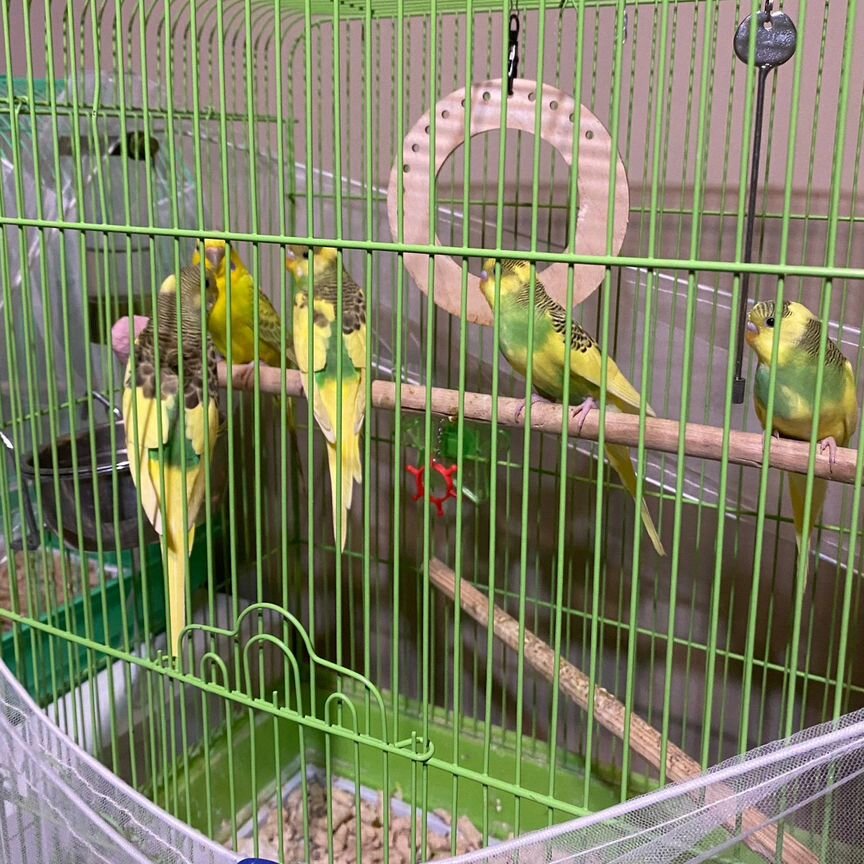 Волнистый попугай