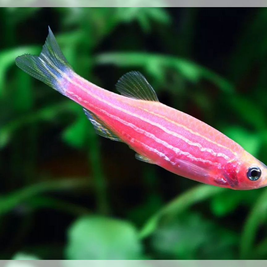 Данио гло розовый - Danio rerio GloFish