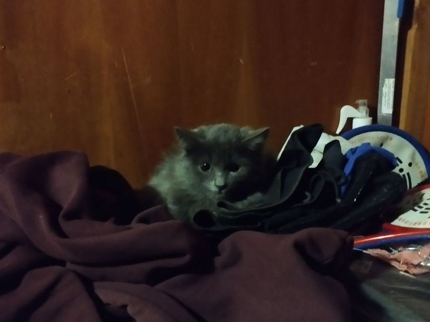 Котенок (звучит как трактор)