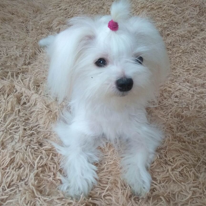 Мальтийская болонка