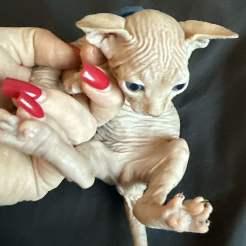 Донской сфинкс котёнок