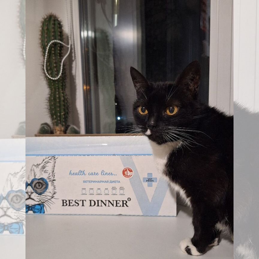 Влажный корм для кошек Urinary Best Dinner