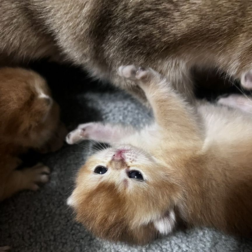 Котята золотая шиншилла