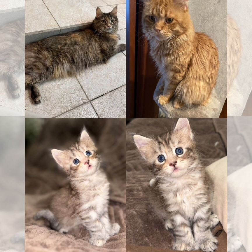 Мейн-кун котёнок