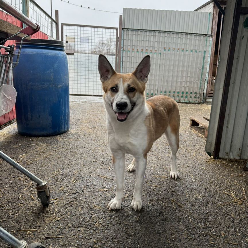 Собаки хотят гулять