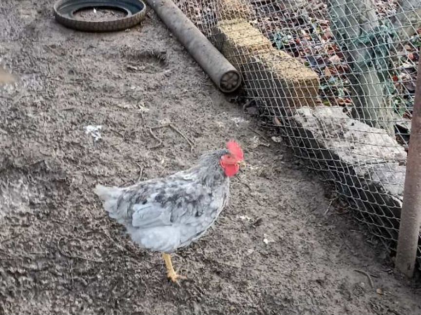 Питухи Доминант