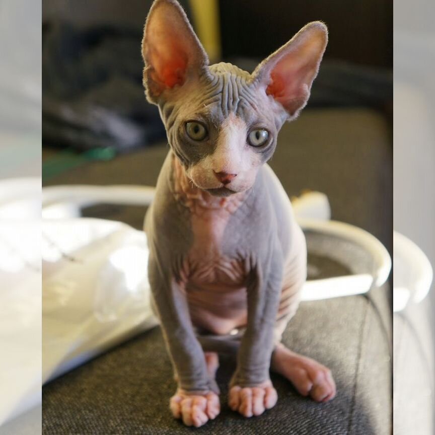 Канадский сфинкс котёнок