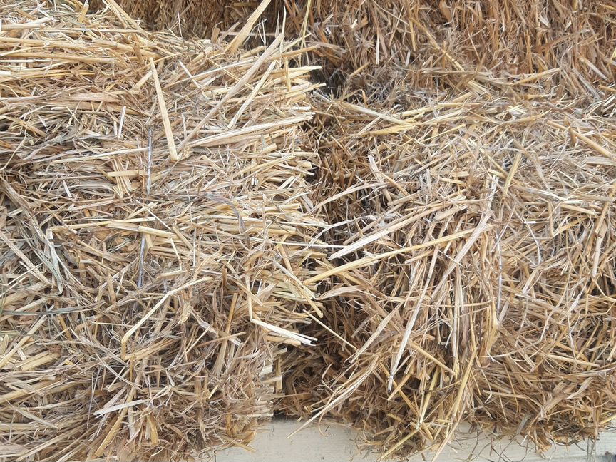 Ячменая солома