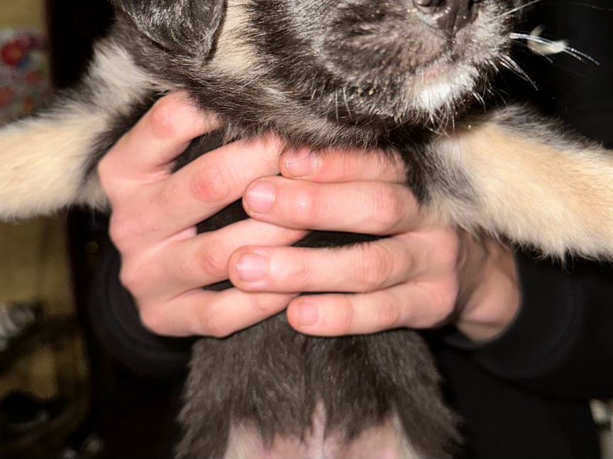 Щенки немецкой овчарки