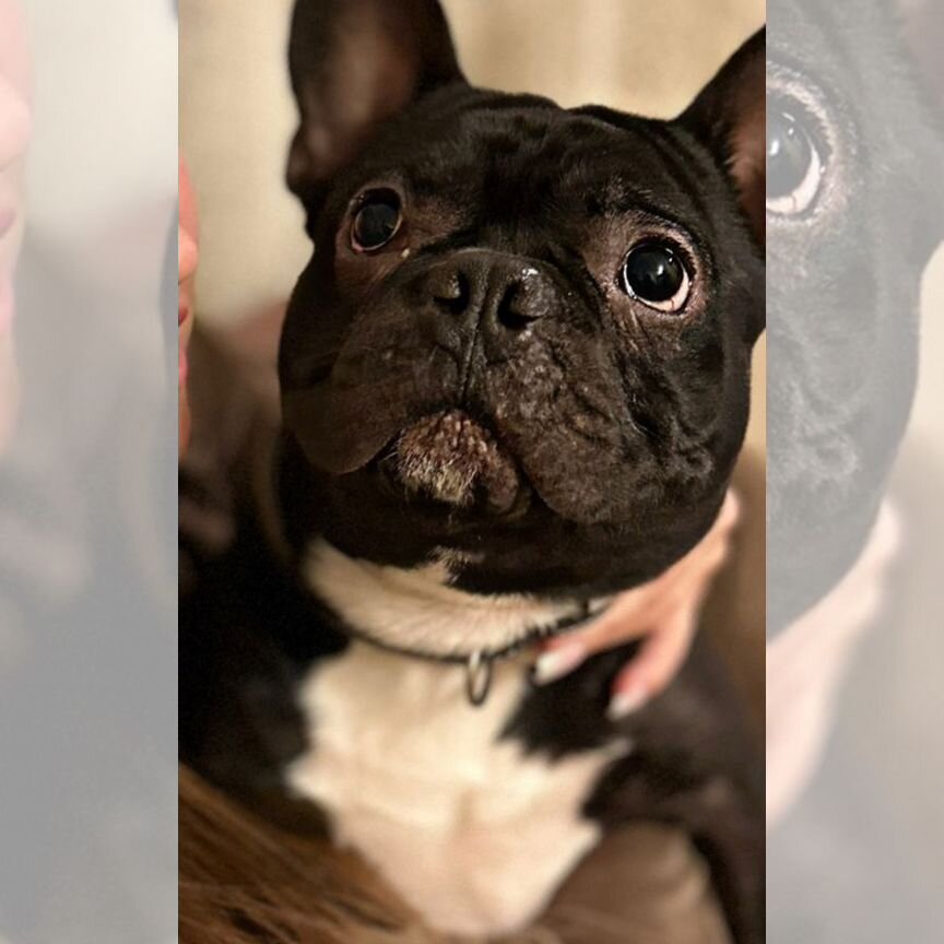 Вязка собак