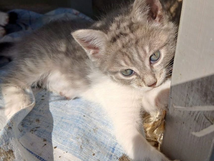 Кошечка девочка 1.5 мес