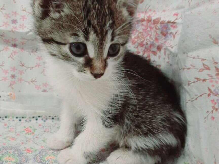Котенок в поисках семьи
