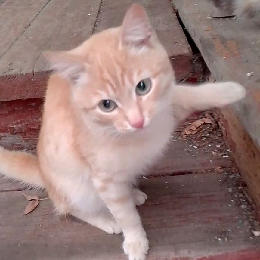 Юный котя ищет дом