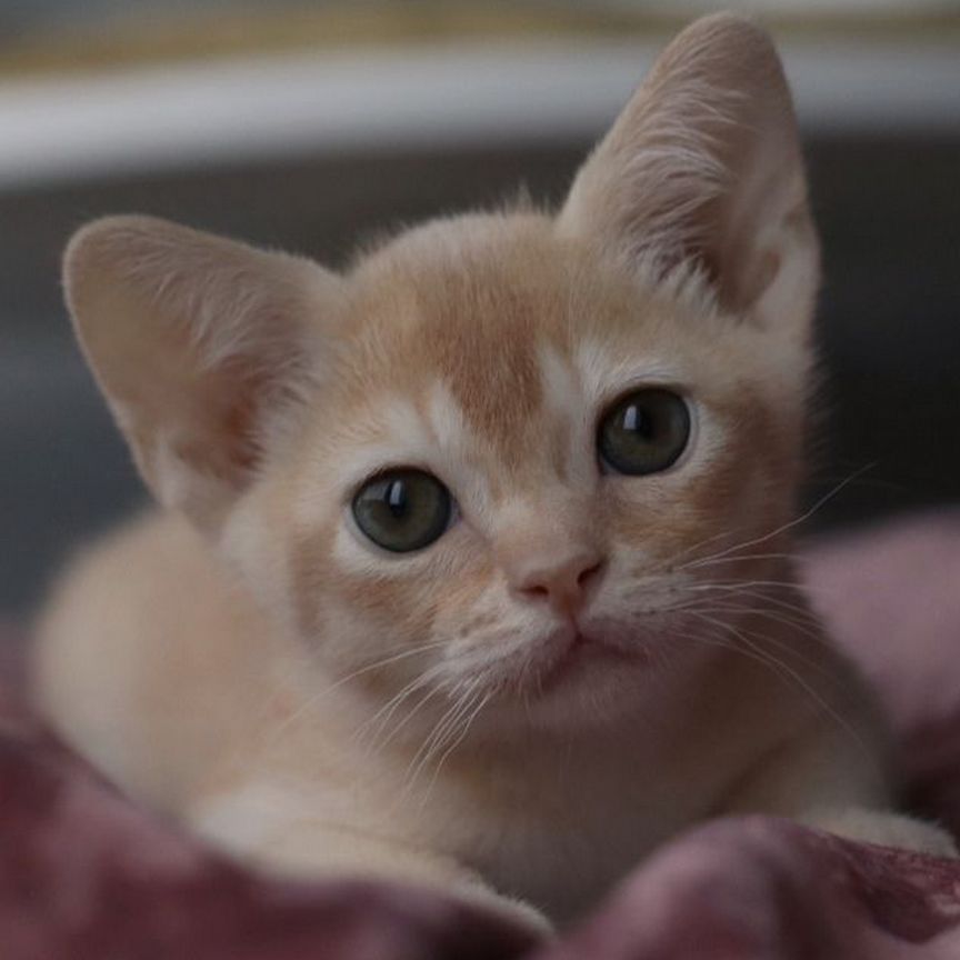 Европейский бурманский котёнок