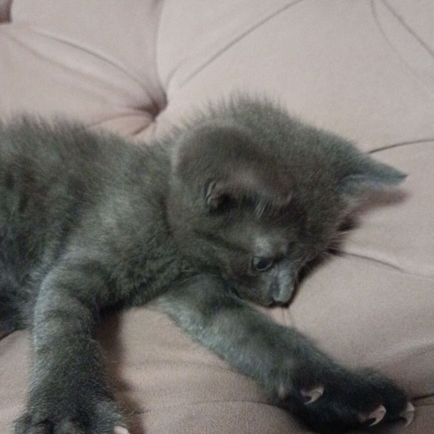 Котëнок девочка