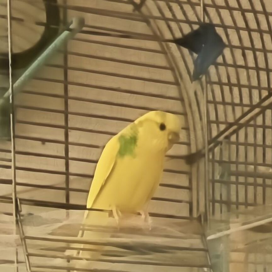 Птенцы волнистый попугай