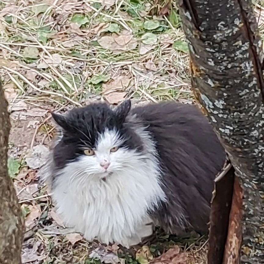 Кошка