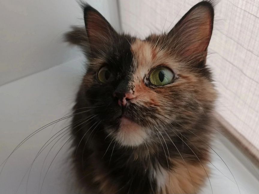 Ксюша ищет семью, 3 года