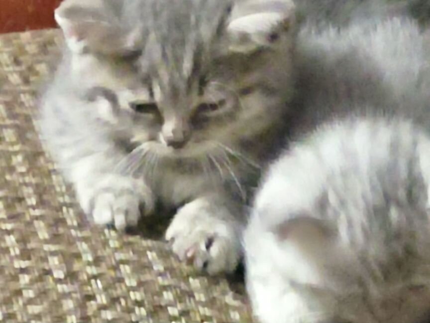 Продаются шотландские котята