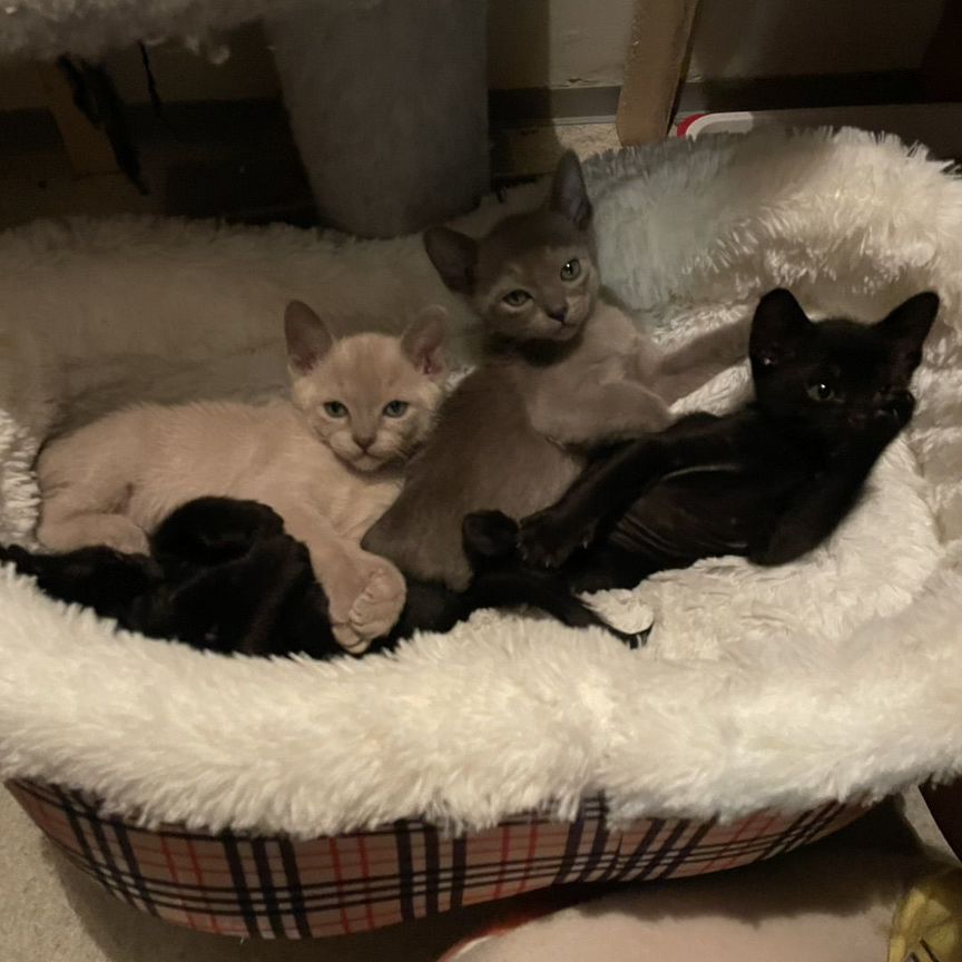 Котята