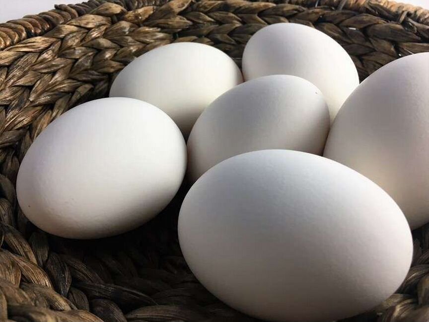 Инкубационное яйцо гусей