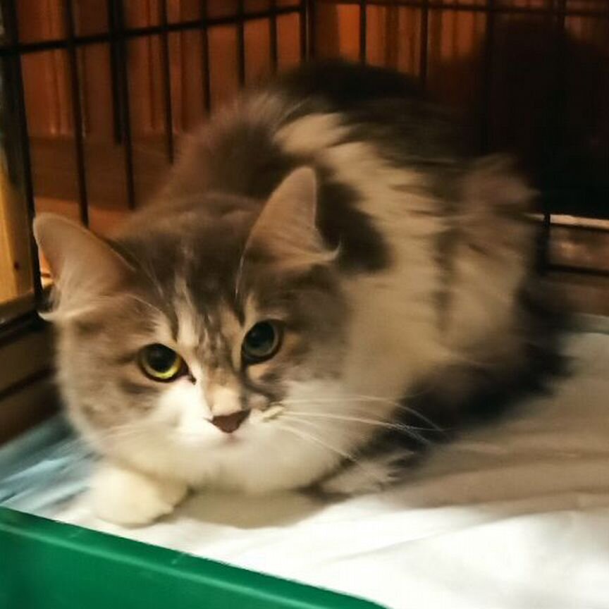 Кошка