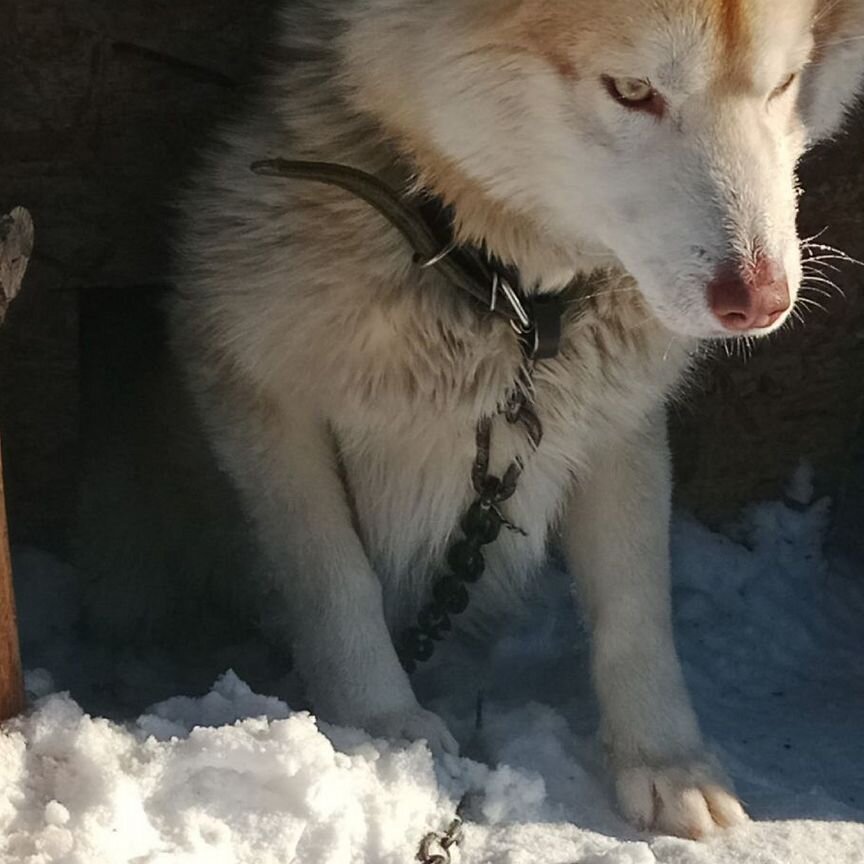 Сибирский хаски, взрослый пёс