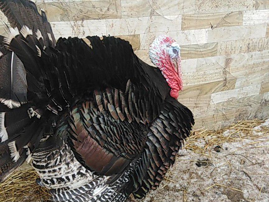 Инкубационное яйцо индейки